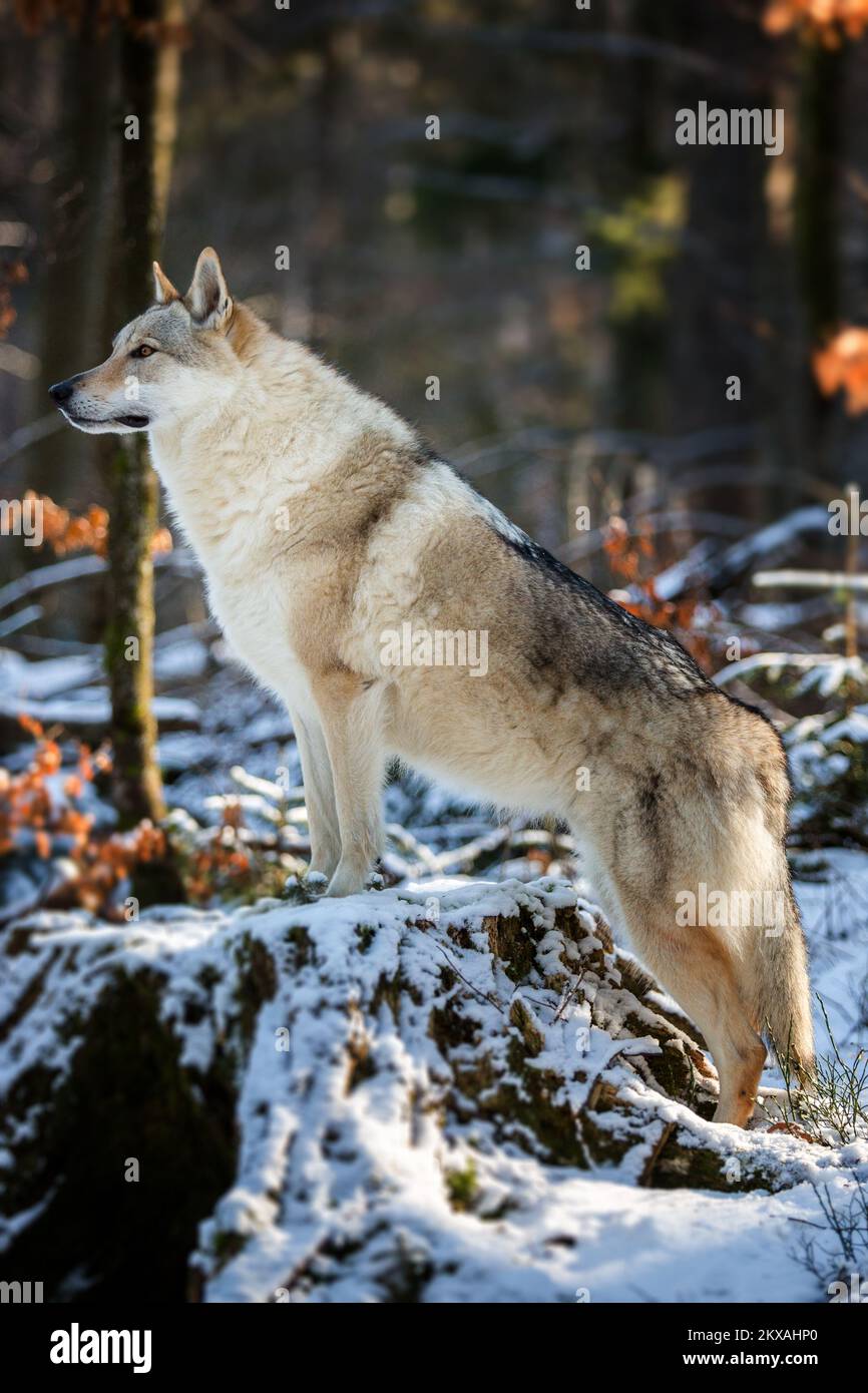 06.02.2019., Gorski Kotar - The Czechoslovakian Wolfdog is a relatively ...
