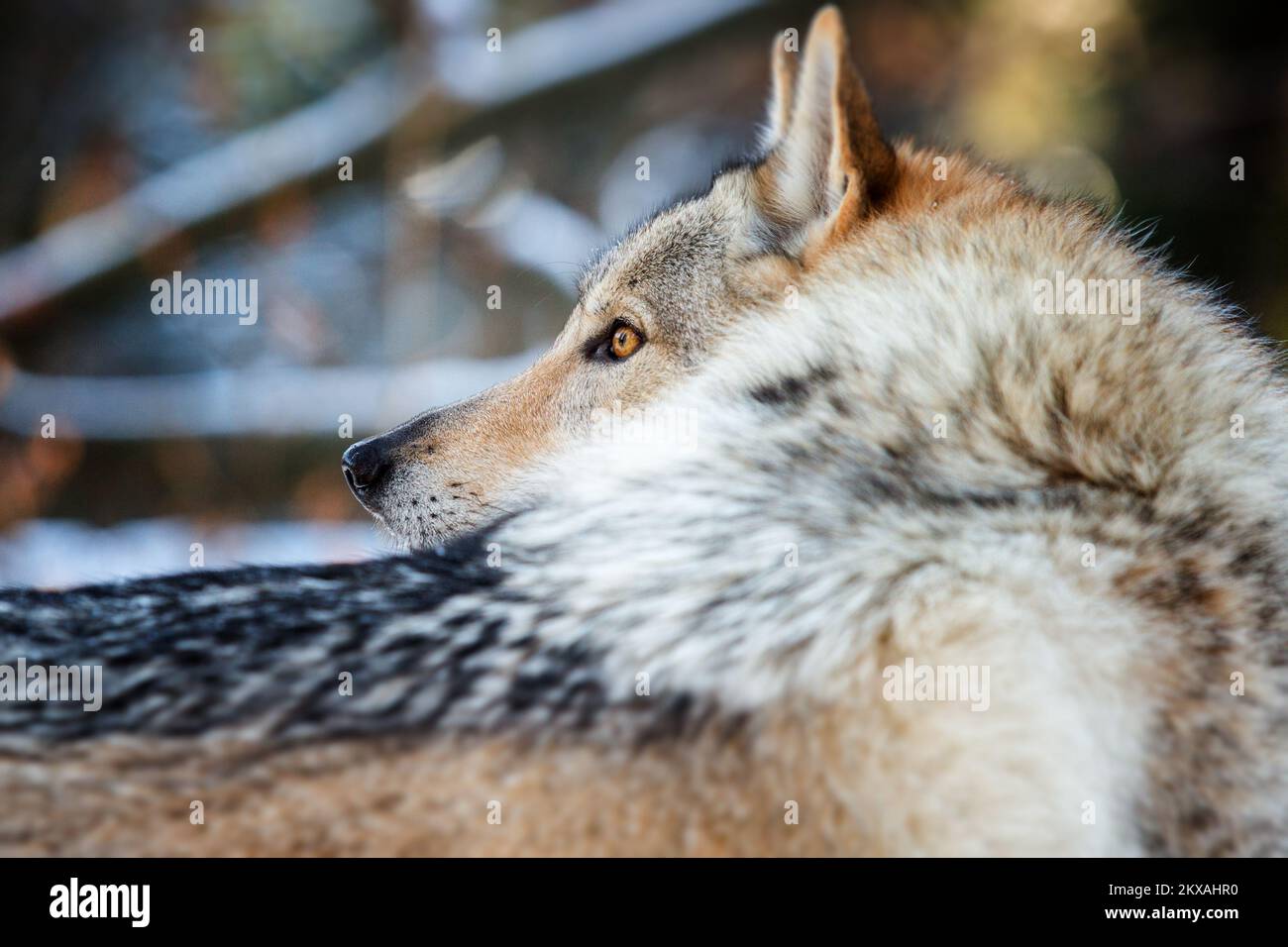 06.02.2019., Gorski Kotar - The Czechoslovakian Wolfdog is a relatively ...