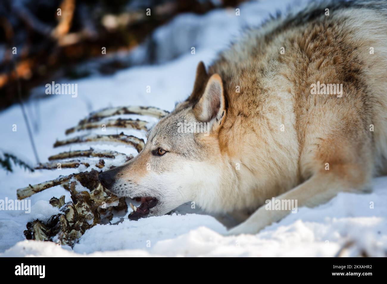 06.02.2019., Gorski Kotar - The Czechoslovakian Wolfdog is a relatively ...