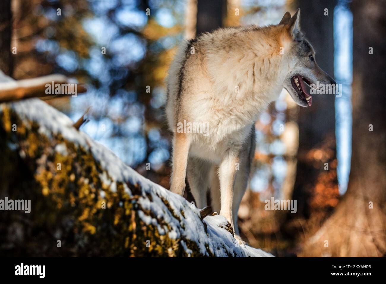 06.02.2019., Gorski Kotar - The Czechoslovakian Wolfdog is a relatively ...