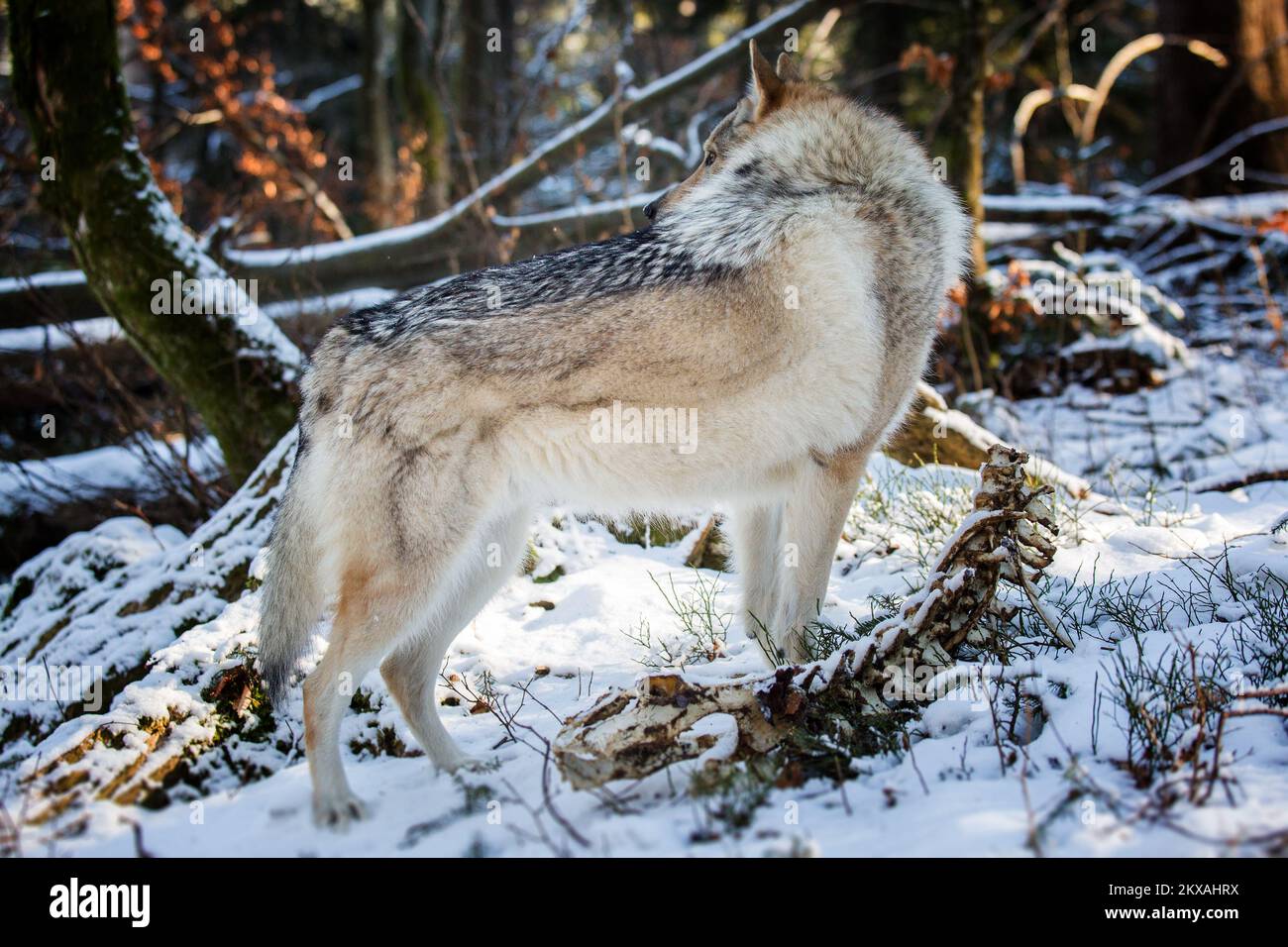 06.02.2019., Gorski Kotar - The Czechoslovakian Wolfdog is a relatively ...