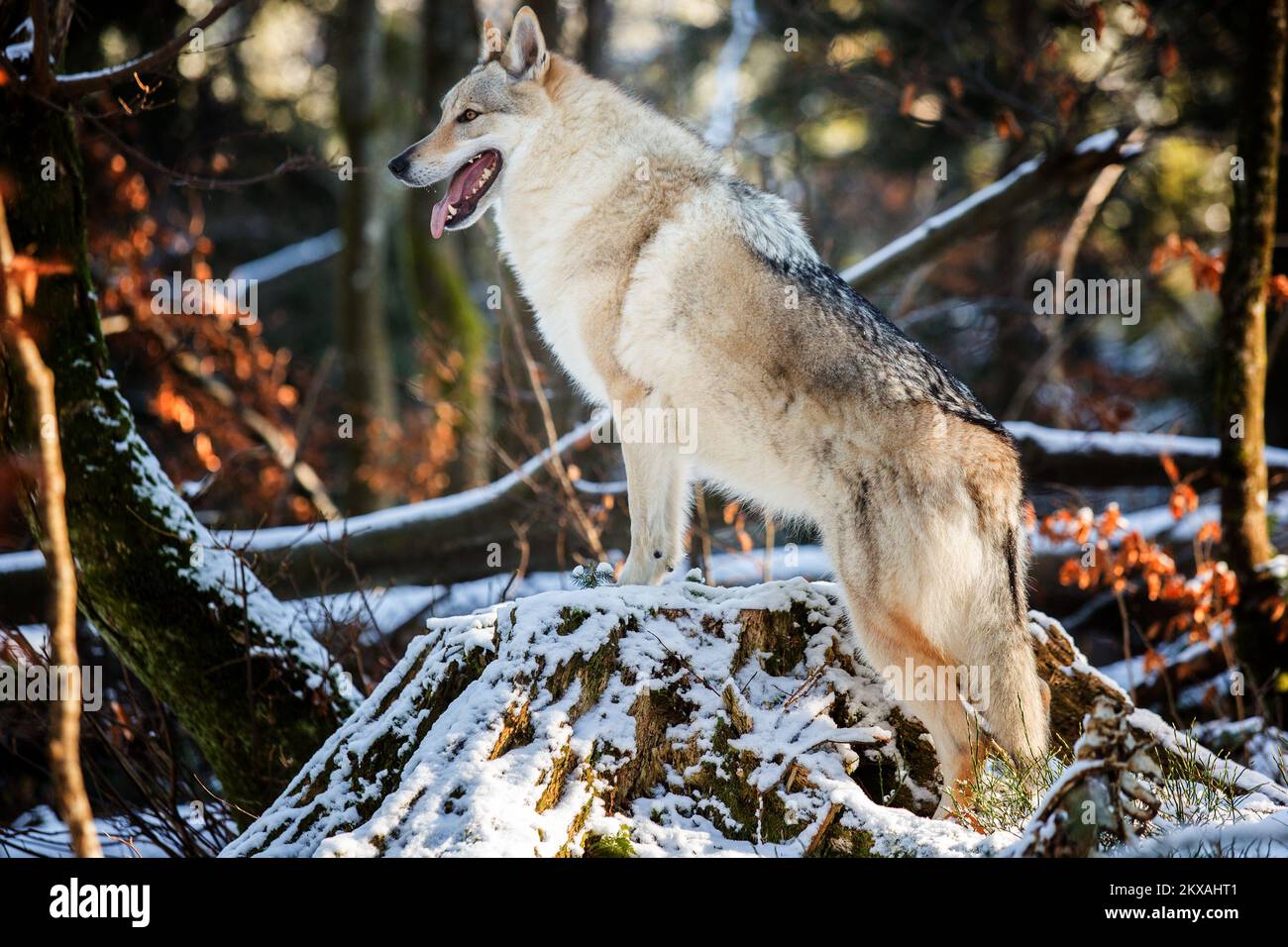 06.02.2019., Gorski Kotar - The Czechoslovakian Wolfdog is a relatively ...