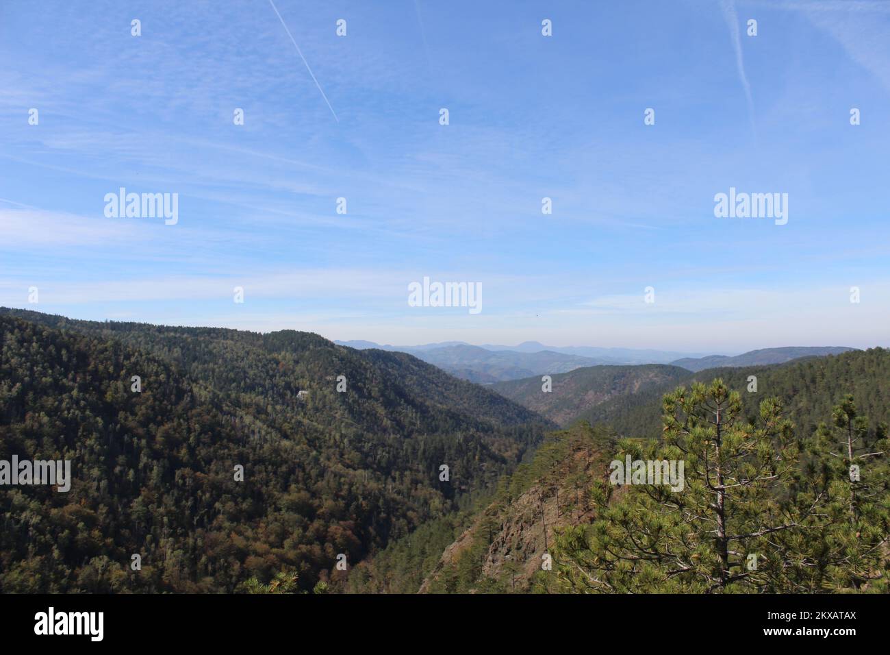 Mountain forest view on a summer's day, in a national park in Serbia ...