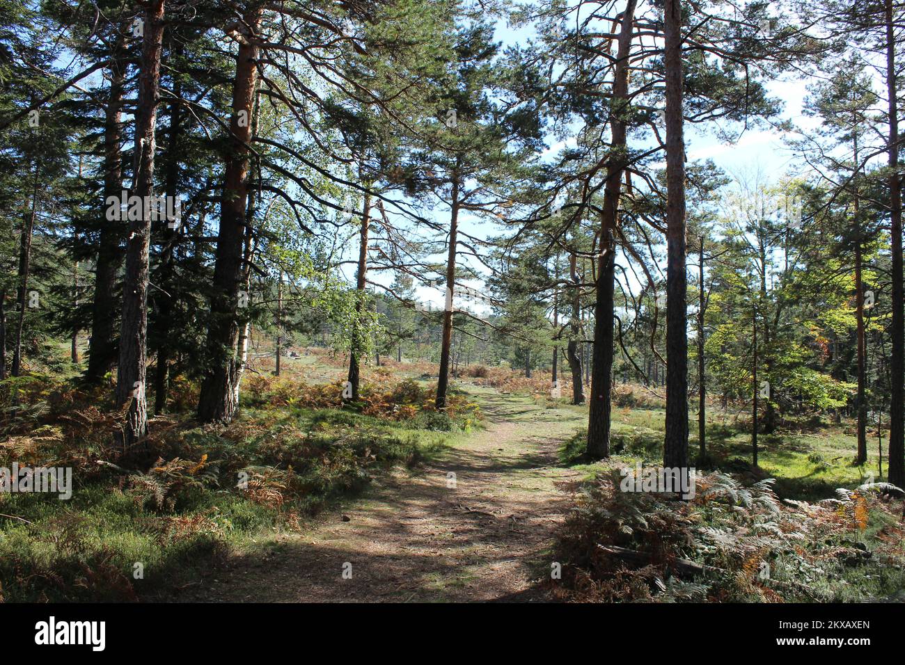 Beautiful forest with ferns and tall trees, view on a summer's day ...