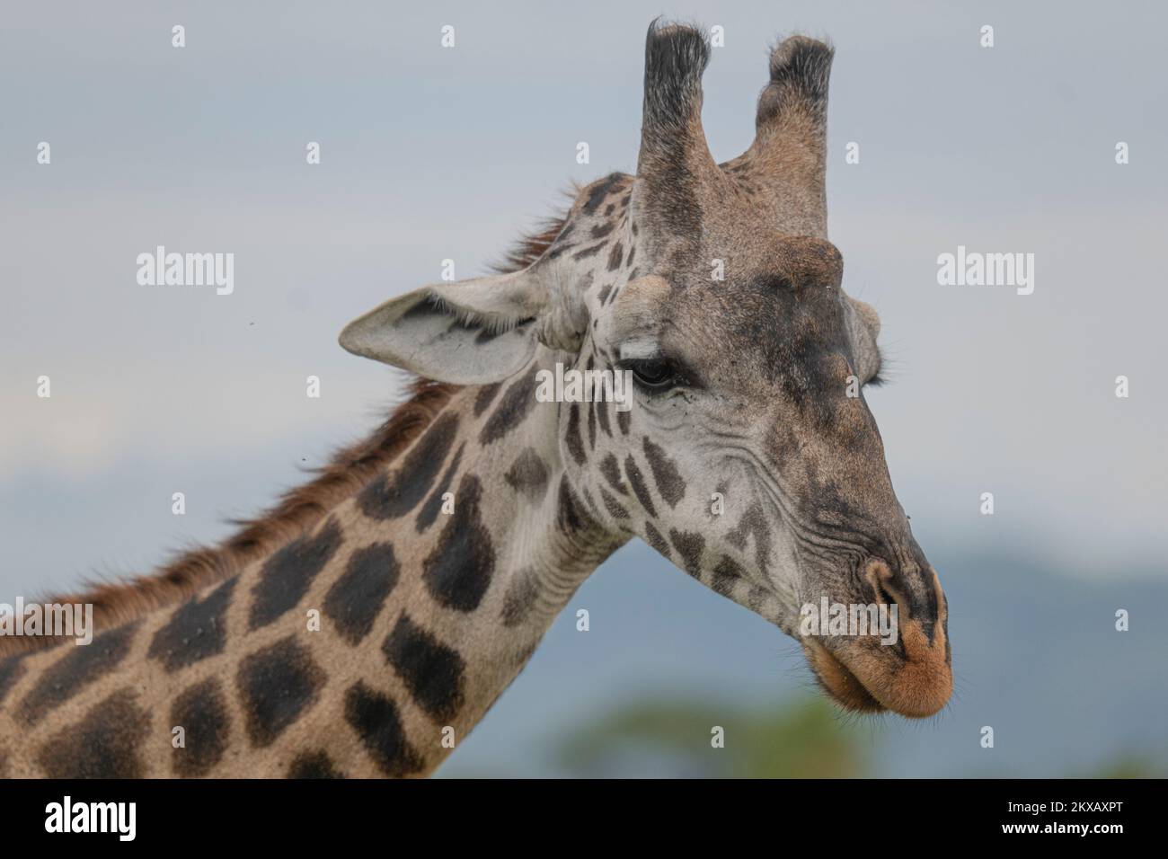 A close up of an Africa Giraffe in Serengeti, Tanzania Stock Photo - Alamy