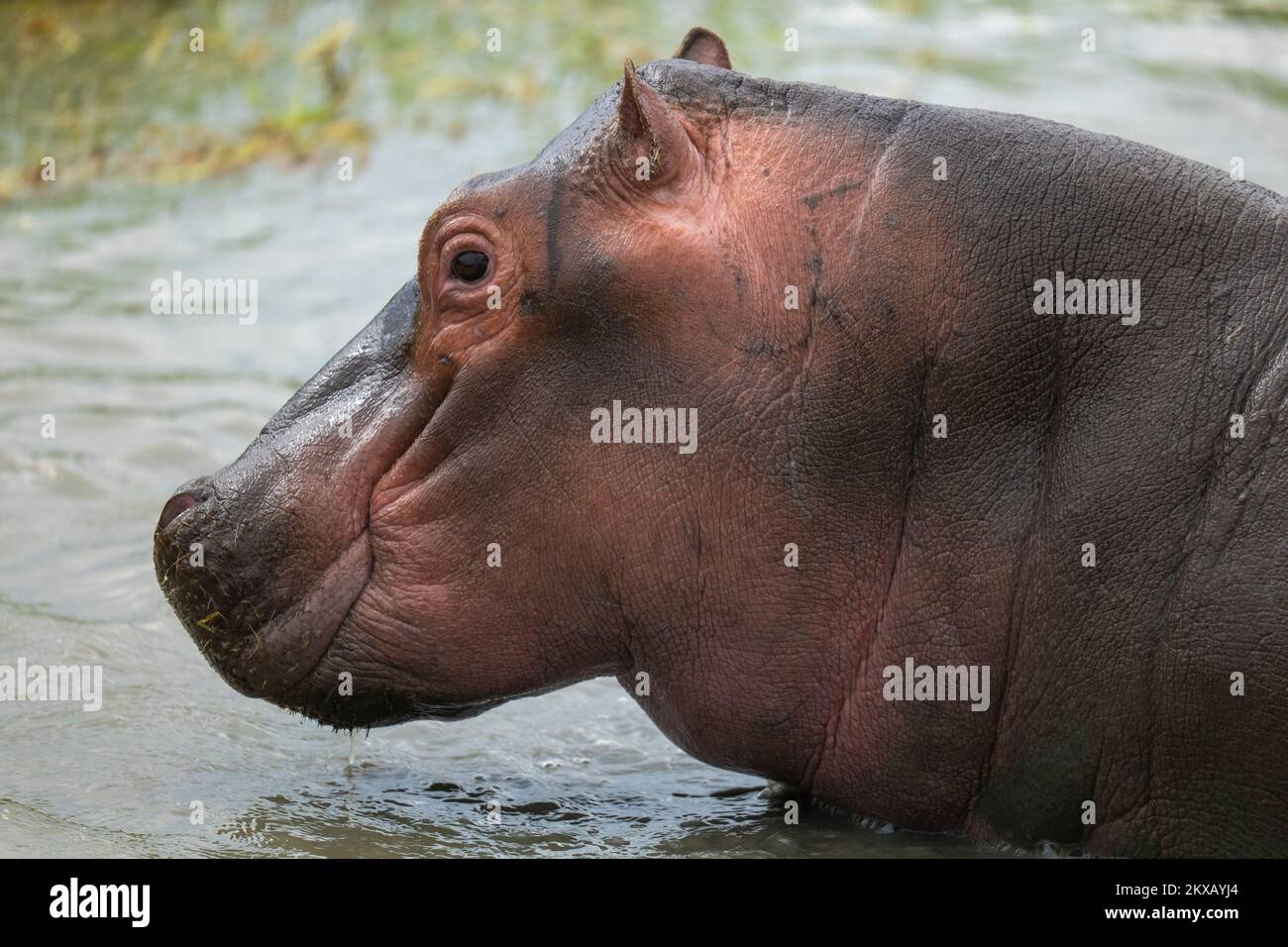 Hippo scars hi-res stock photography and images - Alamy