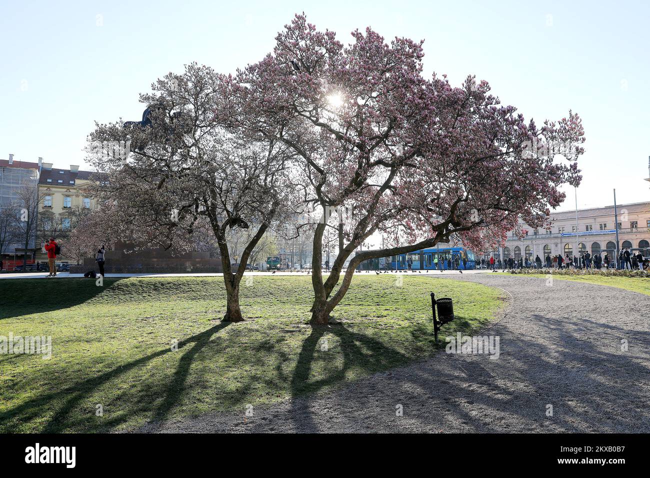 12.03.2019., Zagreb - The Magnolia tree in King Tomislav Square, which are among the first trees ...