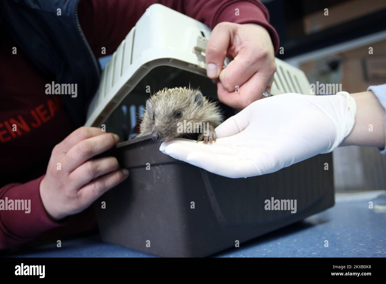 12.03.2019., Croatia, Split - Volunteer of animal association Sapa (Paw ...
