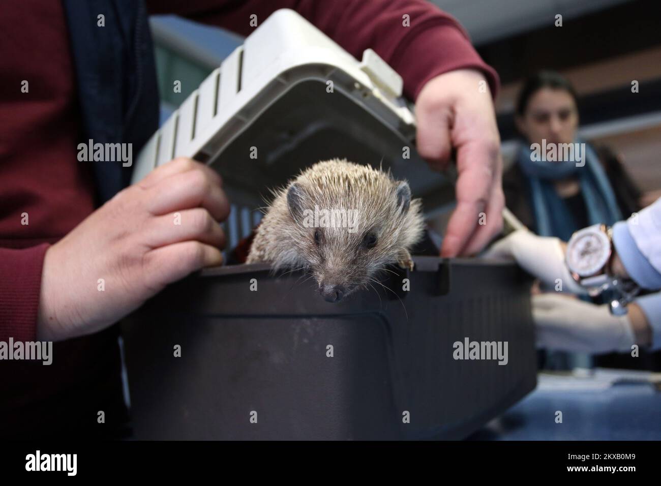 12.03.2019., Croatia, Split - Volunteer of animal association Sapa (Paw ...