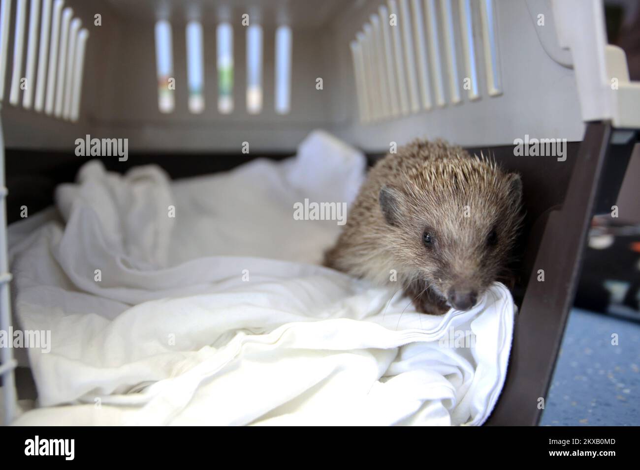 12.03.2019., Croatia, Split - Volunteer of animal association Sapa (Paw ...