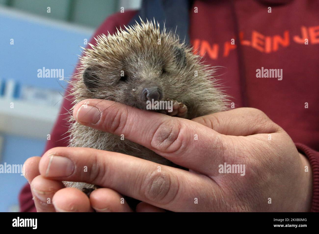 12.03.2019., Croatia, Split - Volunteer of animal association Sapa (Paw ...