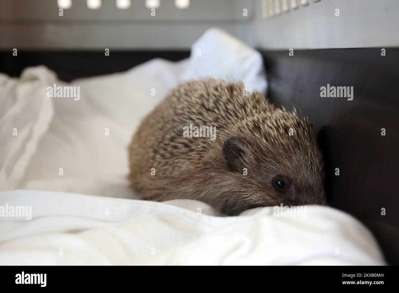 12.03.2019., Croatia, Split - Volunteer of animal association Sapa (Paw ...
