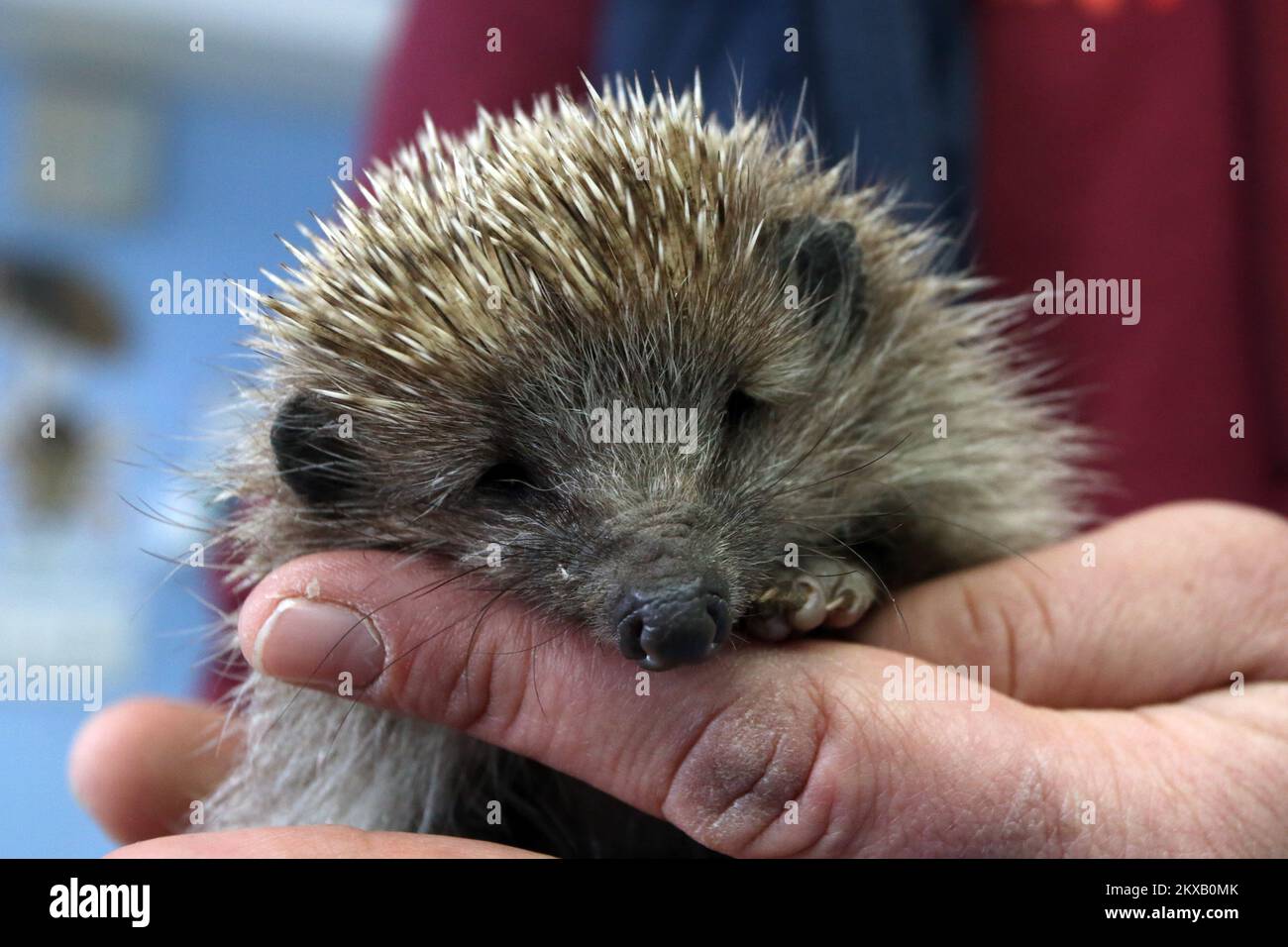 12.03.2019., Croatia, Split - Volunteer of animal association Sapa (Paw ...
