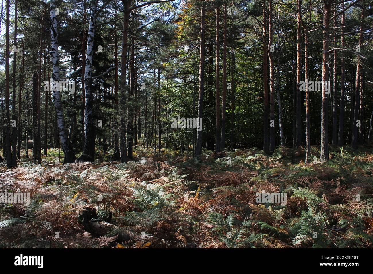 Beautiful forest with ferns and tall trees, view on a summer's day ...
