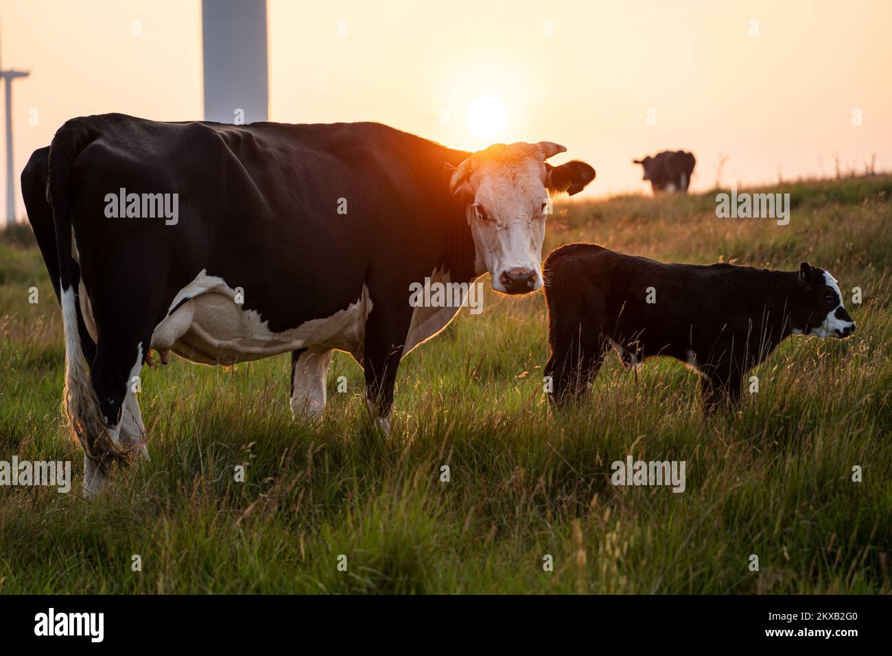 Cow and adorable black and white calf, pasture at sunset background ...