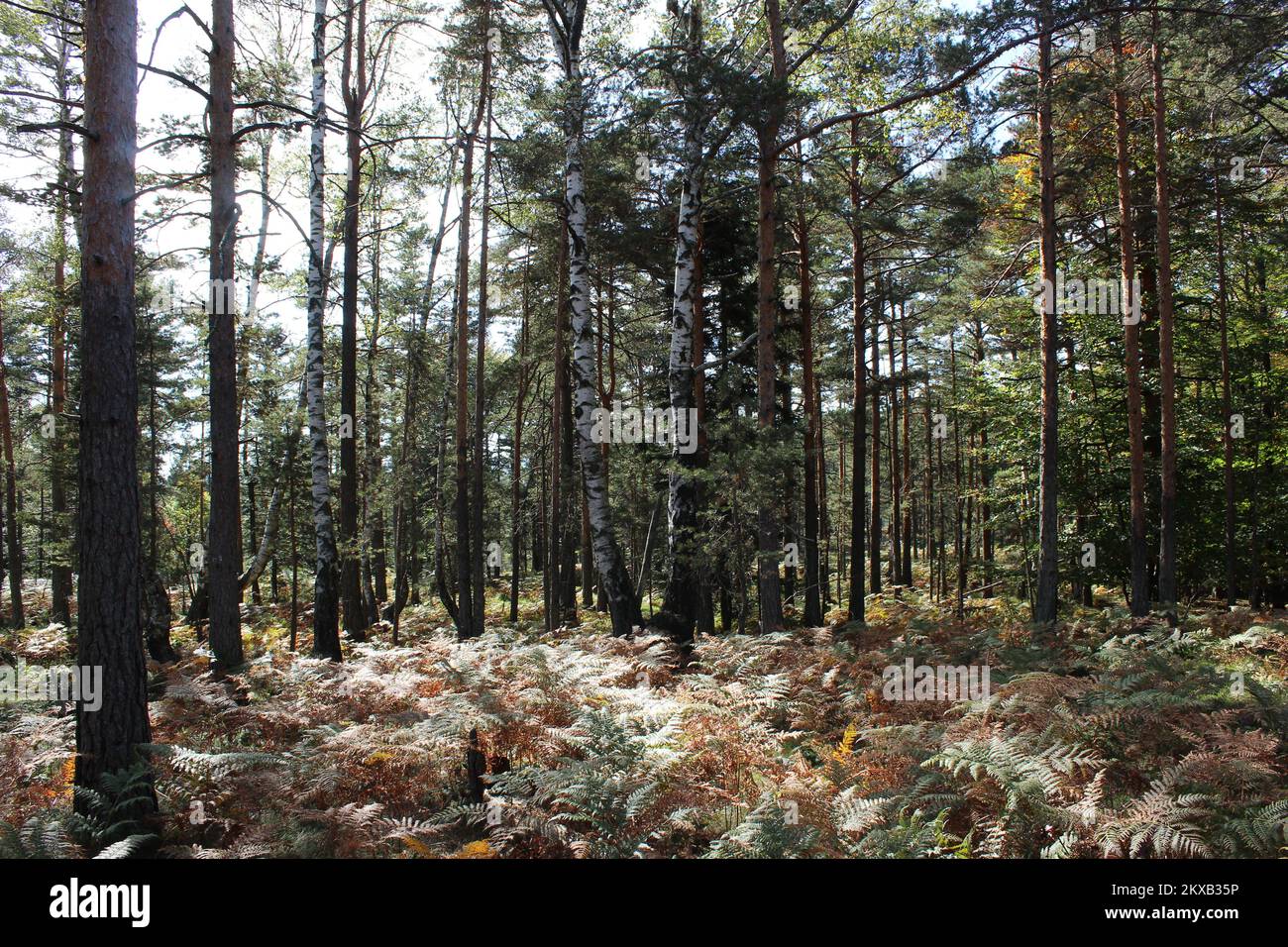 Beautiful forest with ferns and tall trees, view on a summer's day ...