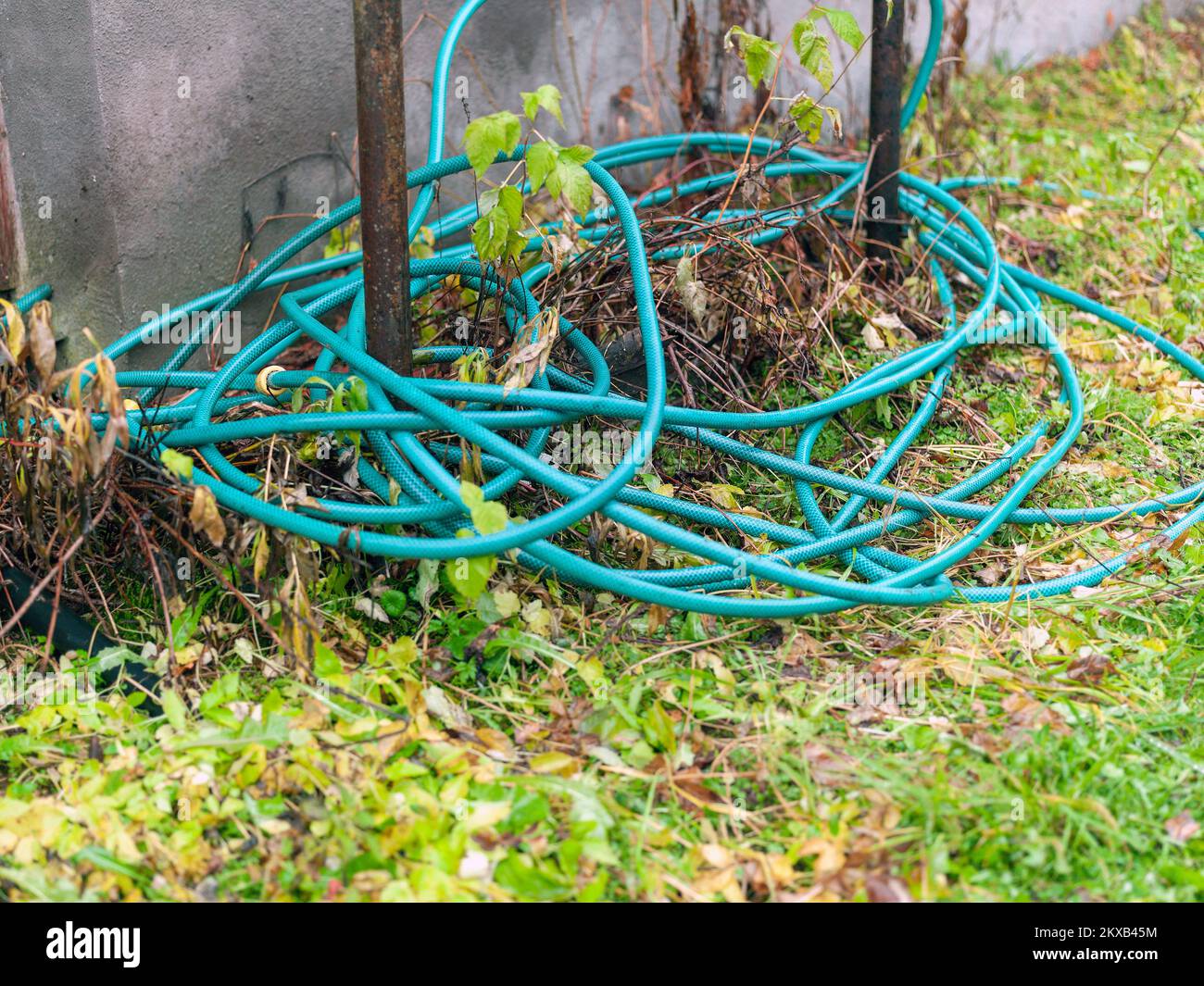 a coiled garden hose abandoned in a backyard, outdoor shot Stock Photo ...