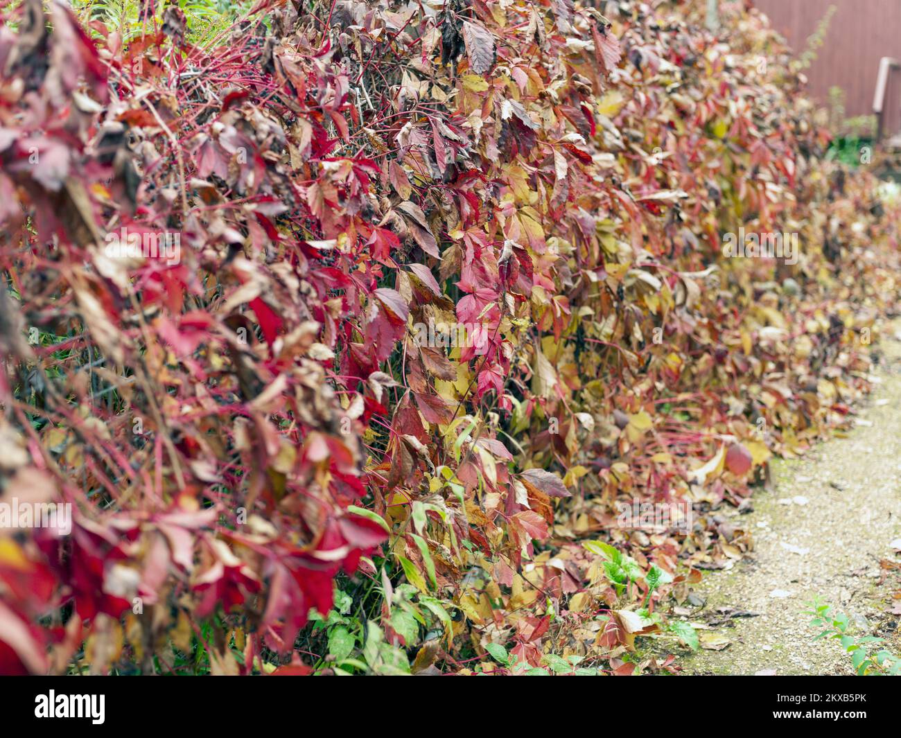 living fence made of climbing plants, outdoor daylight autumn shot ...