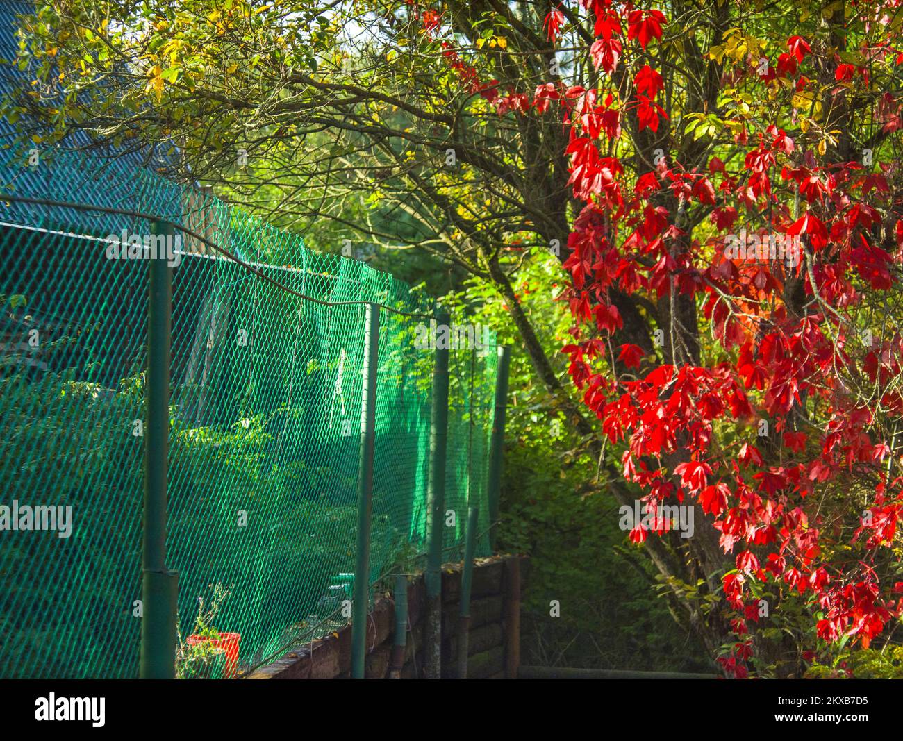 green mesh fence and overgrown with bushes area Stock Photo - Alamy
