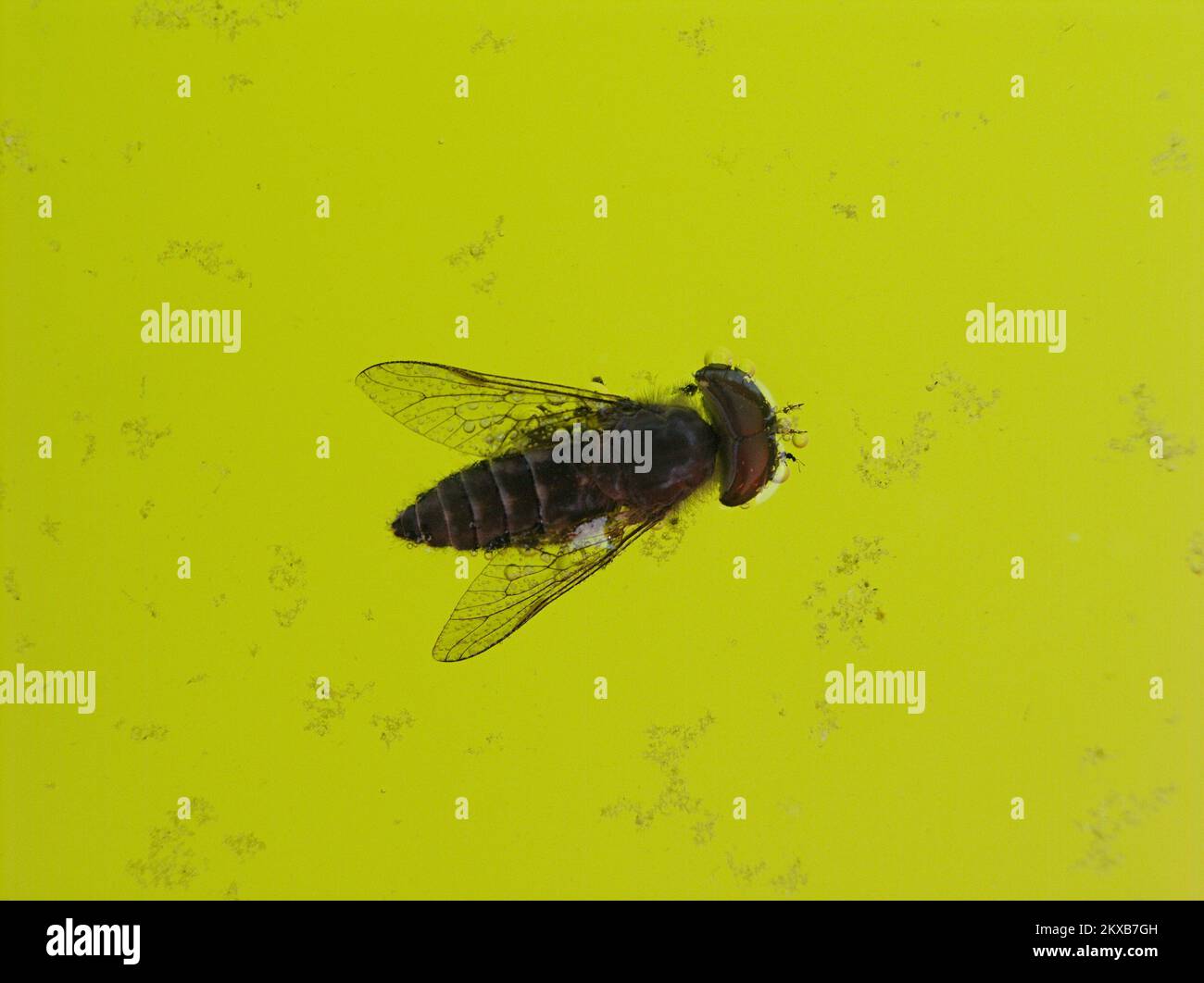 Dead insect in water hi-res stock photography and images - Alamy