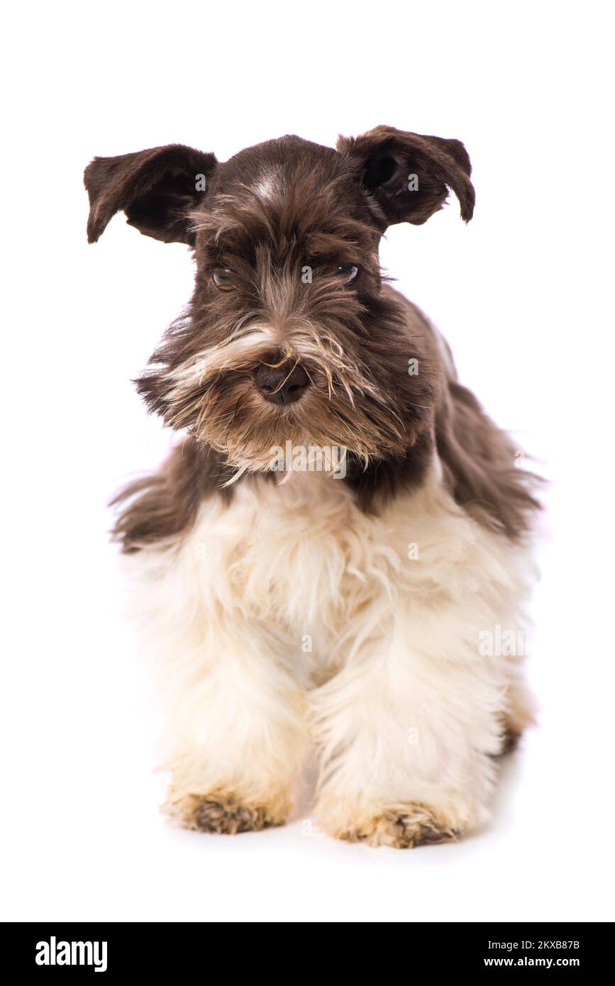 Toy schnauzer puppy isolated on white background Stock Photo - Alamy