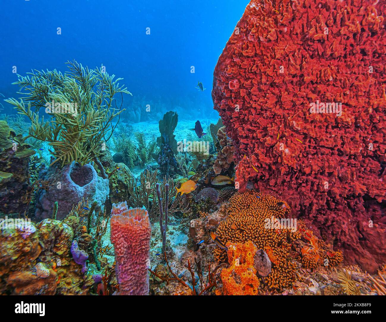 Caribbean coral reef off the coast of the island of Roatan, Honduras ...