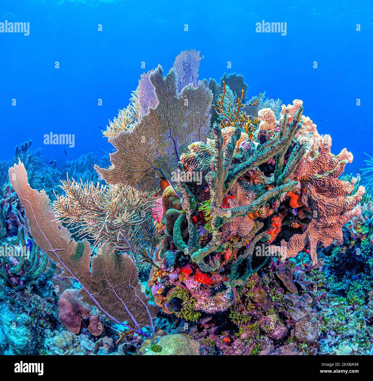 Caribbean coral reef off the coast of the island of Roatan, Honduras ...