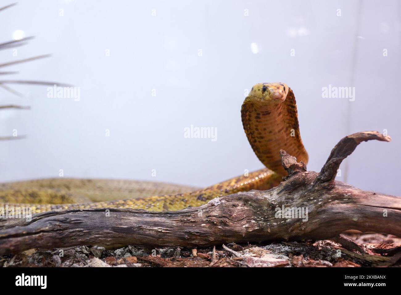 15.04.2019., Zagreb, Croatia - Snake exhibition "Wonderful world of ...