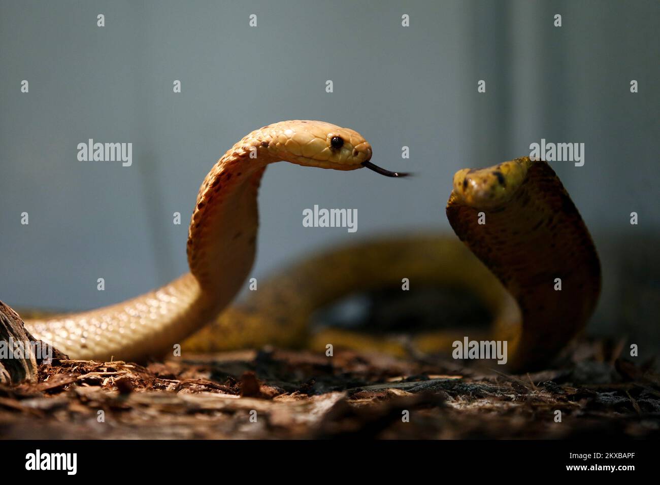 15.04.2019., Zagreb, Croatia - Snake exhibition "Wonderful world of ...
