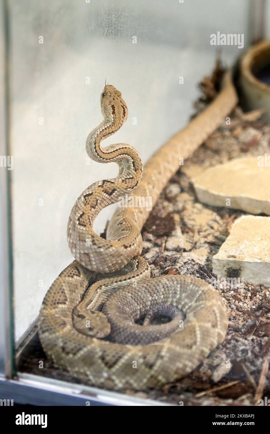 15.04.2019., Zagreb, Croatia - Snake exhibition "Wonderful world of ...