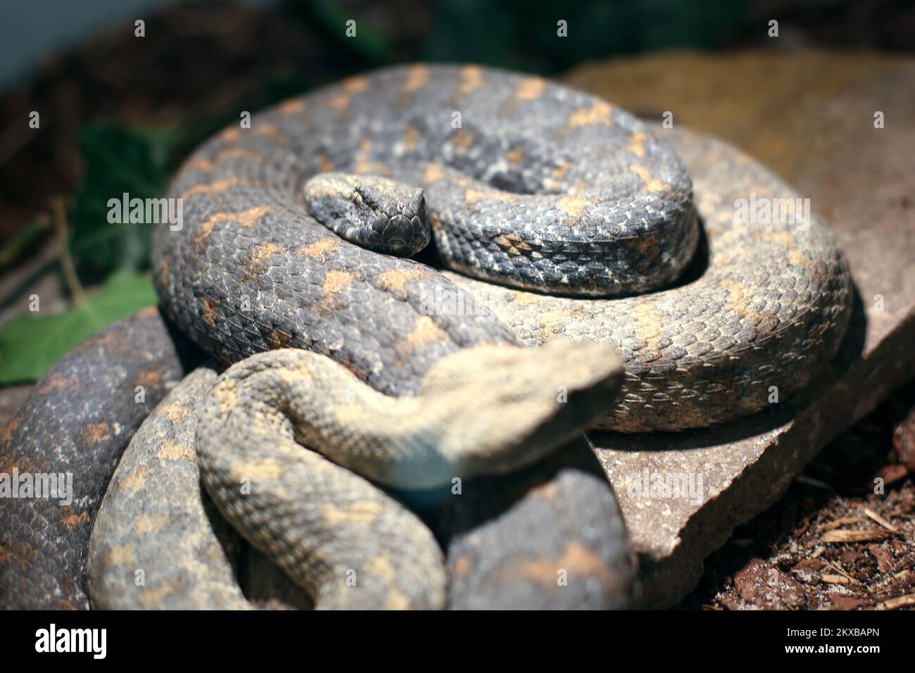 15.04.2019., Zagreb, Croatia - Snake exhibition "Wonderful world of ...