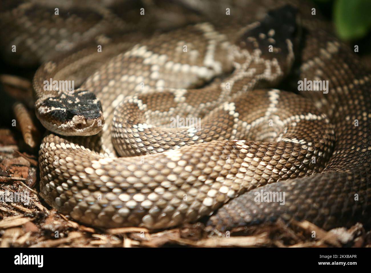 15.04.2019., Zagreb, Croatia - Snake exhibition "Wonderful world of ...