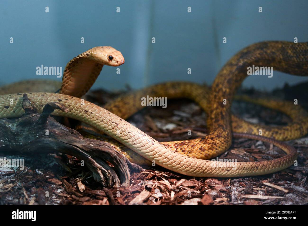 15.04.2019., Zagreb, Croatia - Snake exhibition "Wonderful world of ...