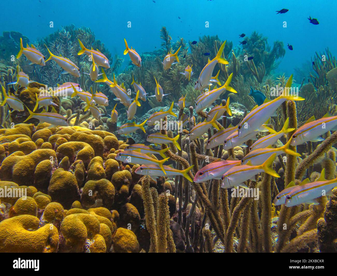 Caribbean coral reef Stock Photo - Alamy
