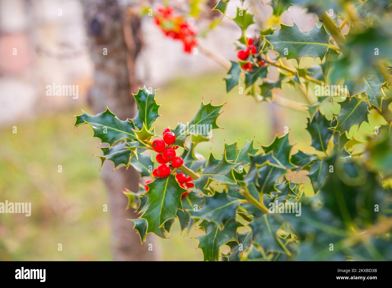 Holly branch, close view Stock Photo - Alamy