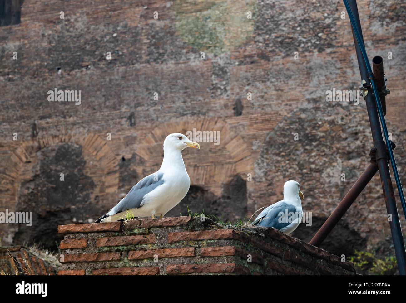 Two seagulls on the ruins of ancient red brick walls outdoors. close-up ...