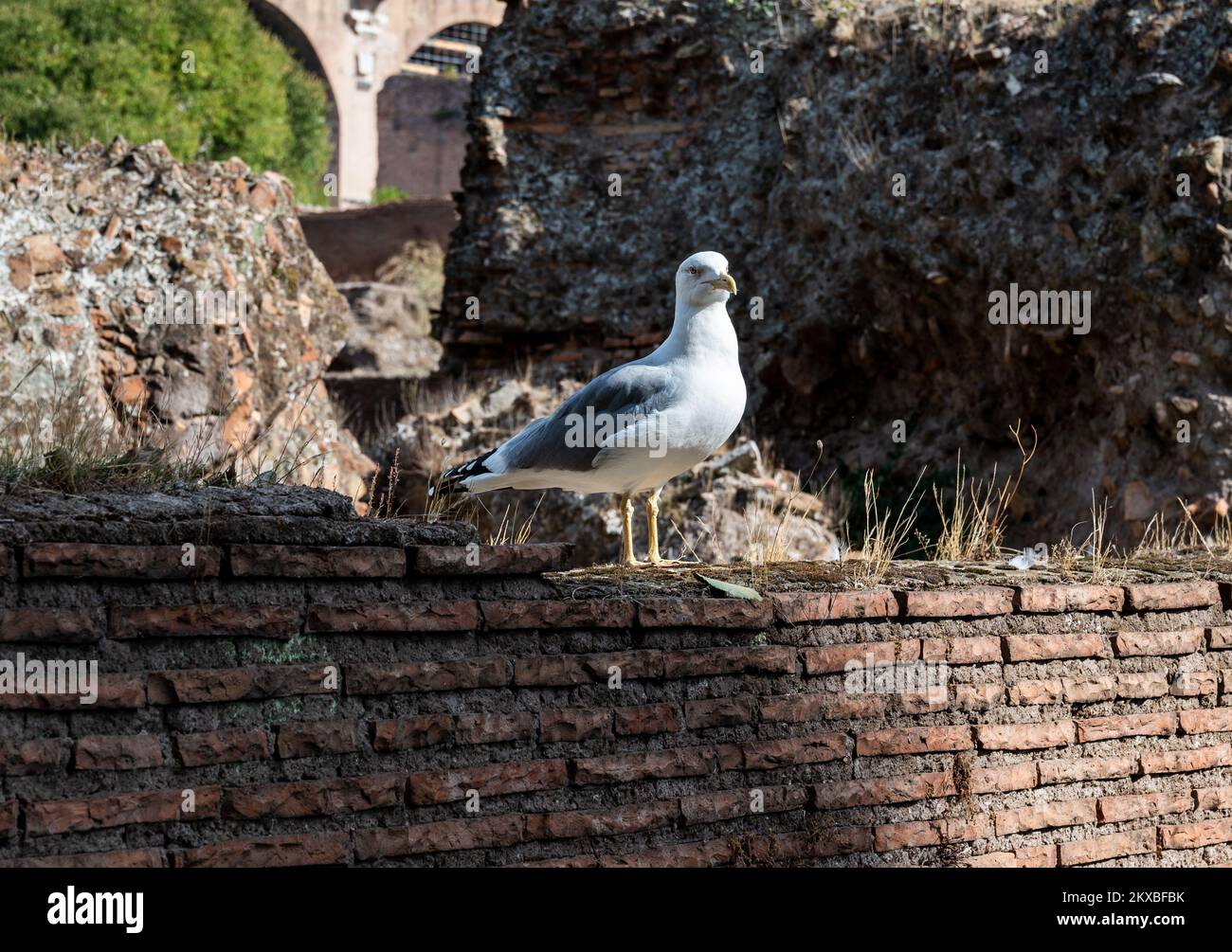 a seagull sits on the ruins of ancient red brick walls outdoors. close ...