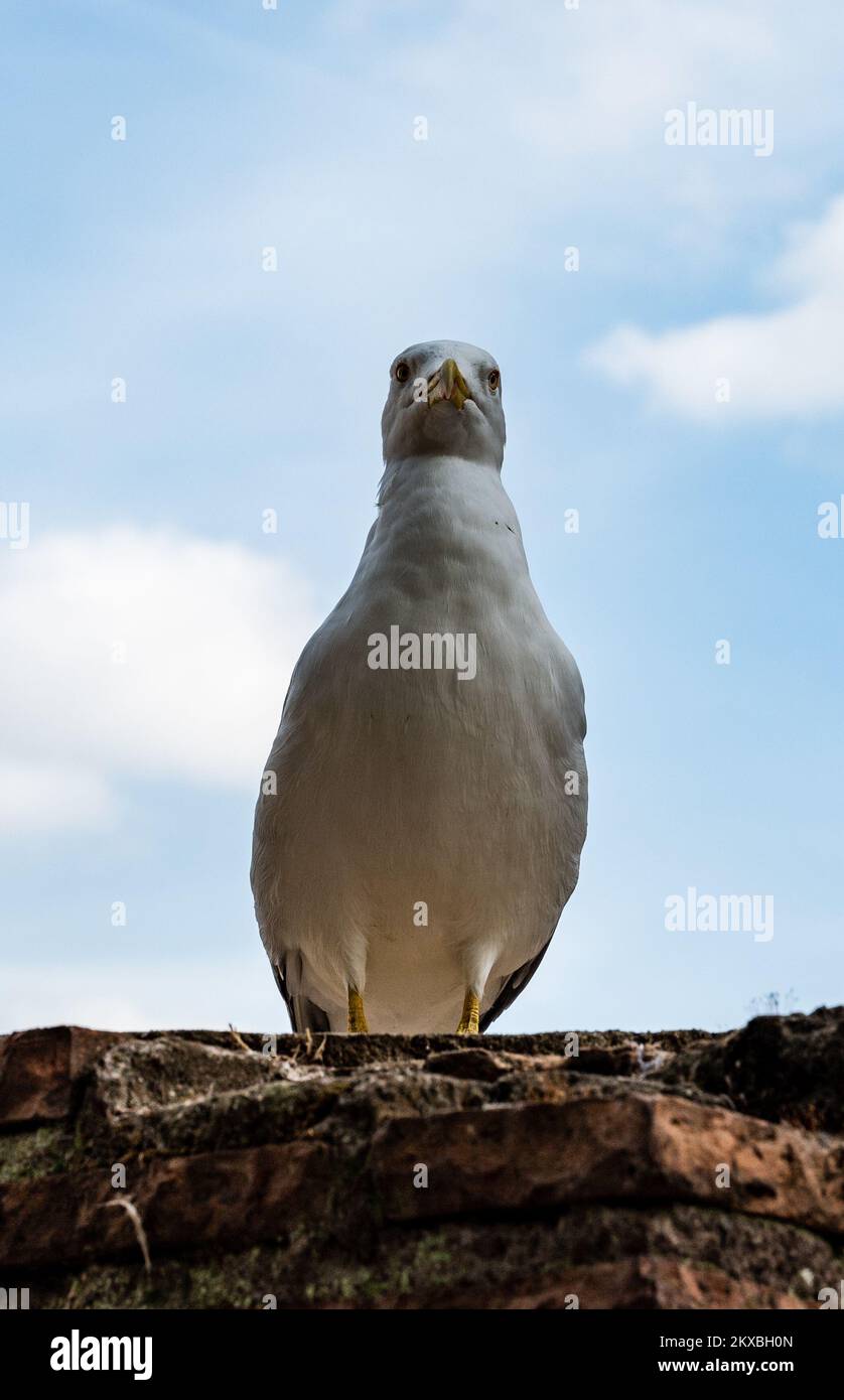 a seagull sits on the ruins of ancient red brick walls outdoors. close ...