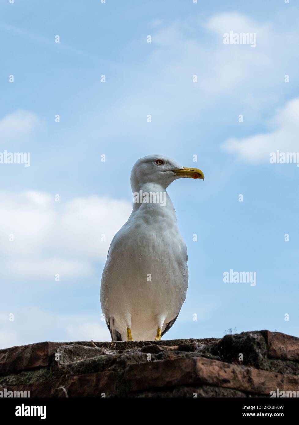 a seagull sits on the ruins of ancient red brick walls outdoors. close ...