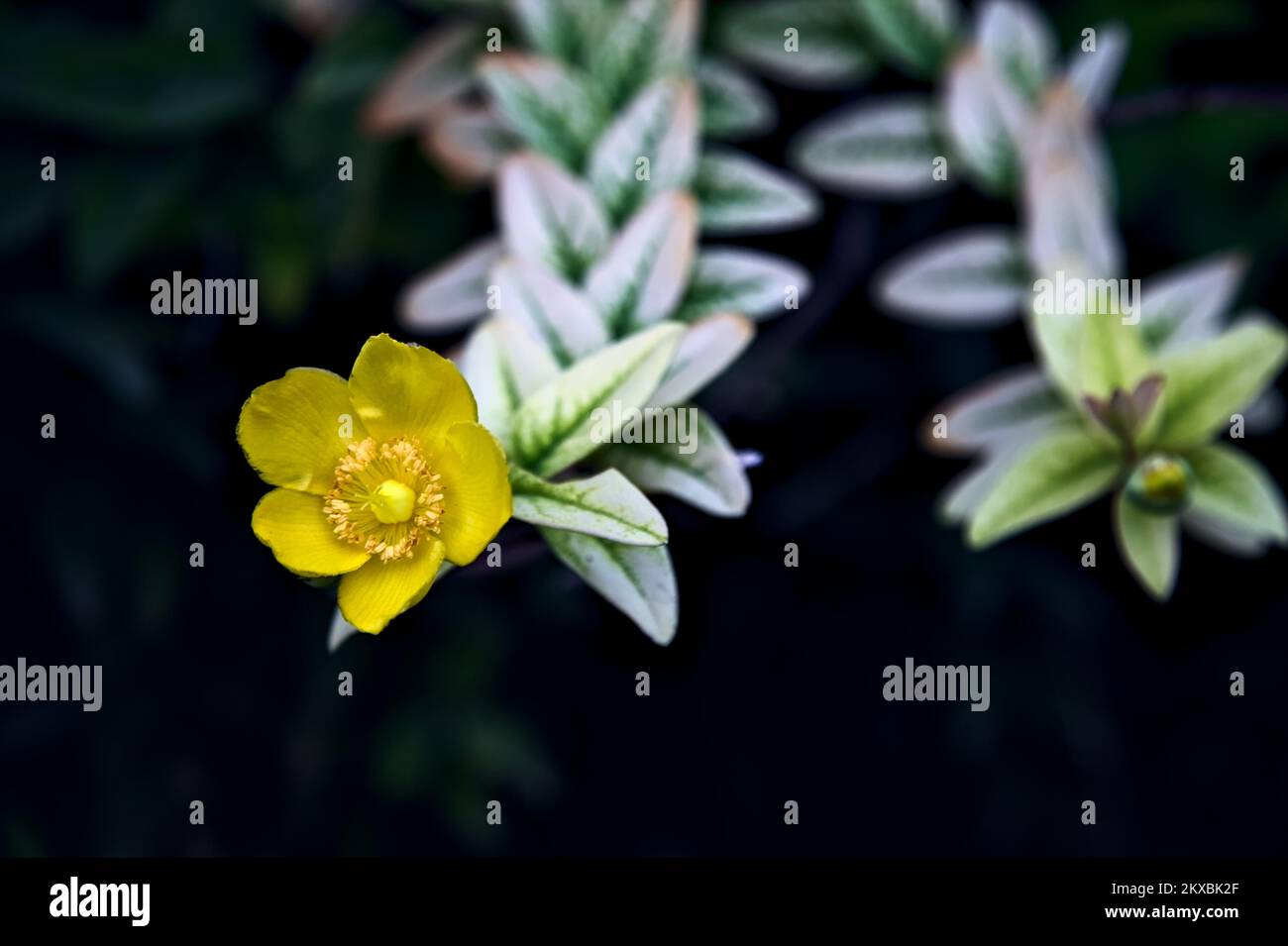 Yellow ground cover rose in bloom seen up close Stock Photo - Alamy