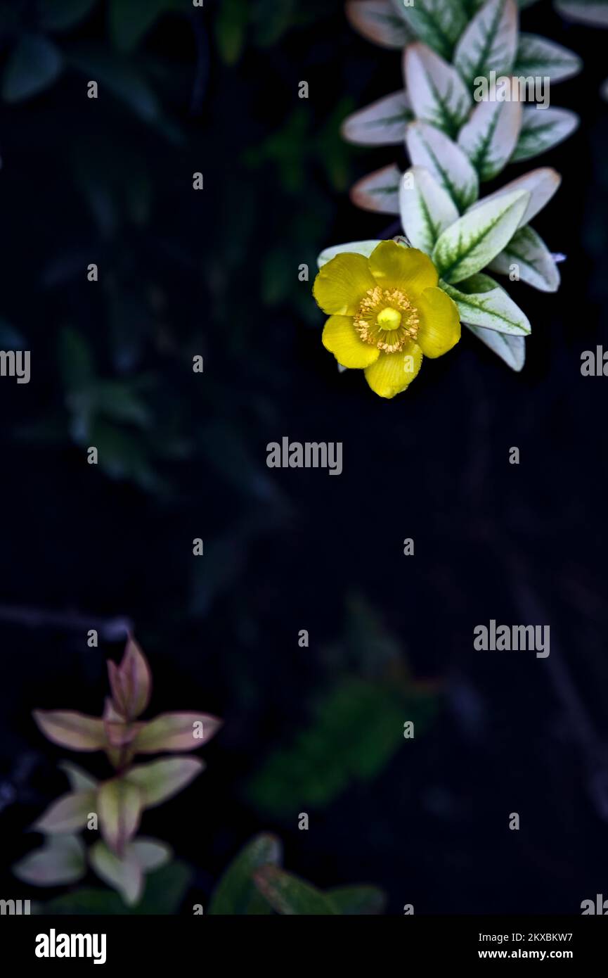 Yellow ground cover rose in bloom seen up close Stock Photo - Alamy