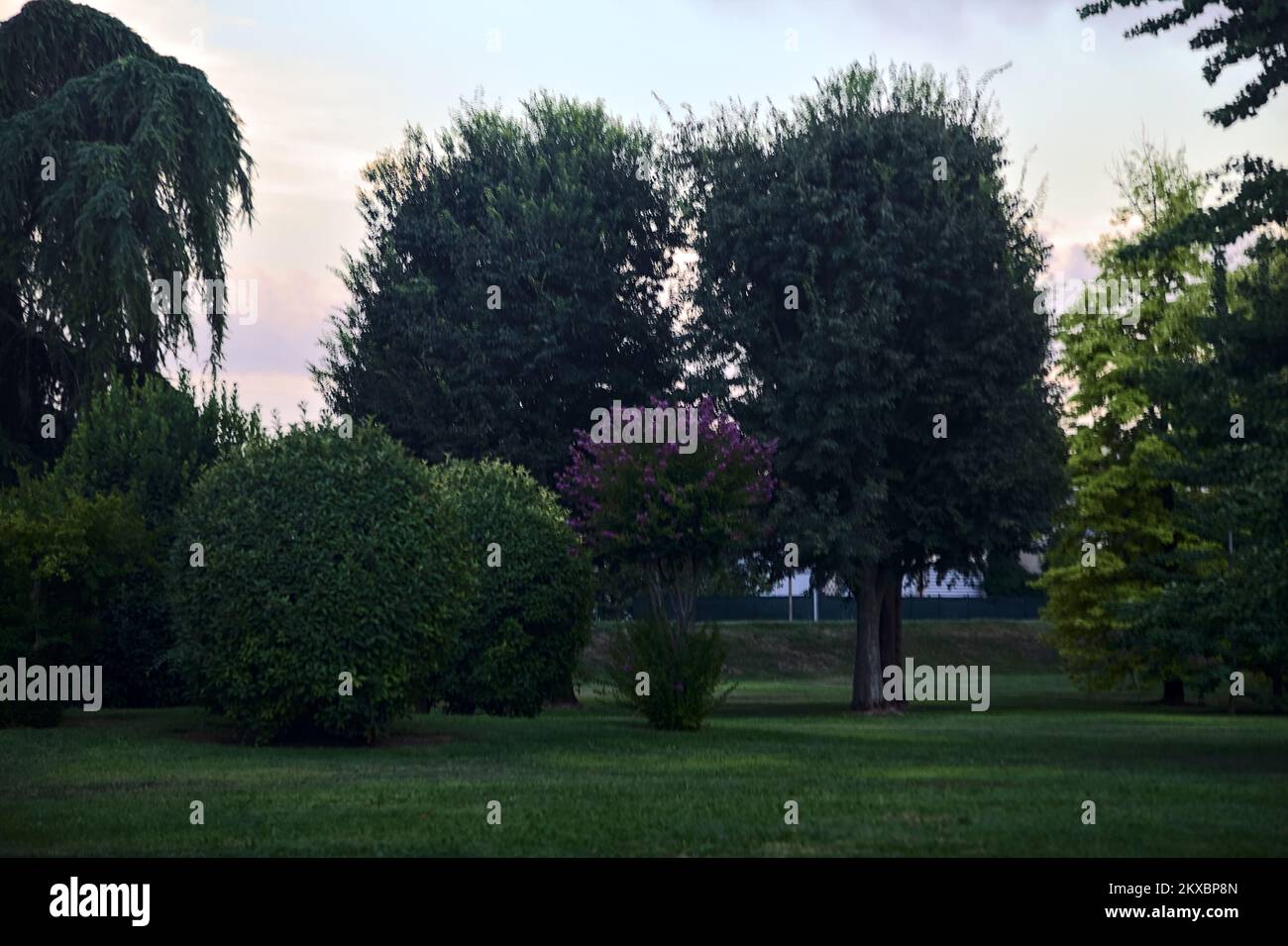 Open space with trees at dusk Stock Photo - Alamy