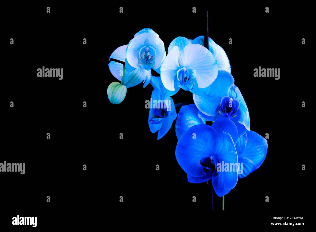 Two largest families of flowering plants hi-res stock photography and ...