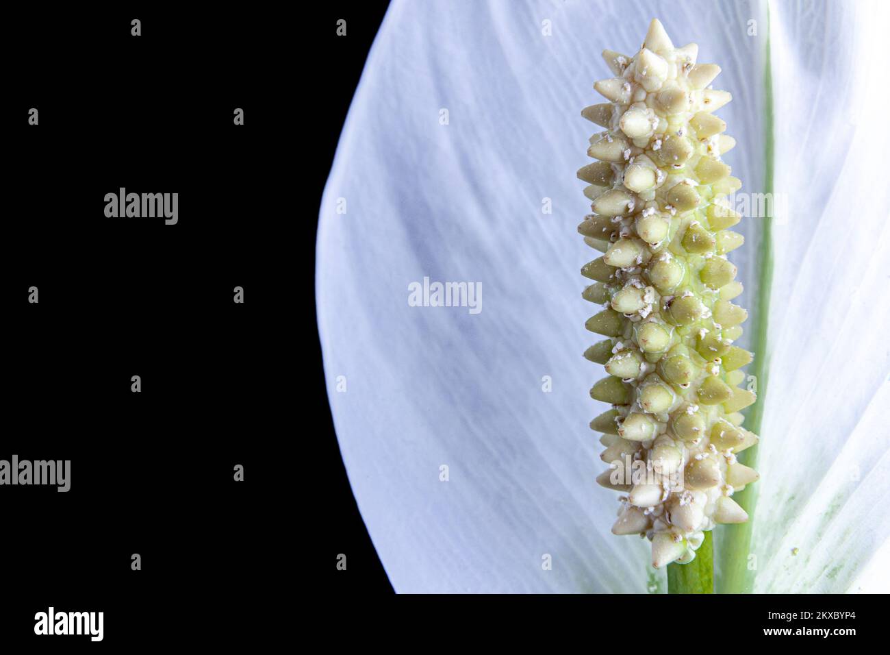 25.06.2019., Croatia, Zagreb -Spathiphyllum is a genus of about 40 ...