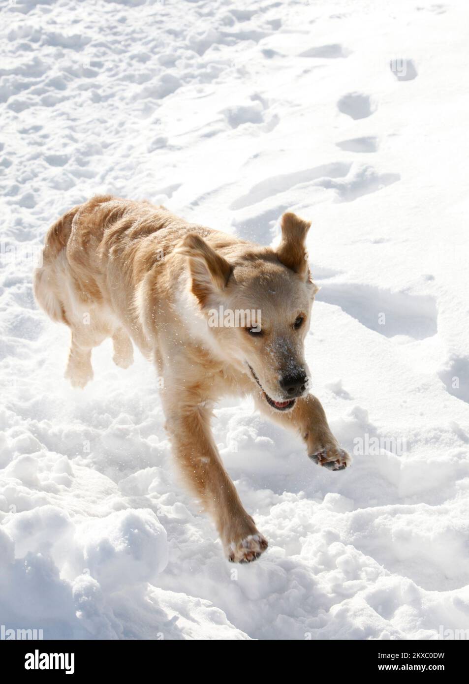 Seasonal weather, a golden retriever playing in the snow, a nice winter ...