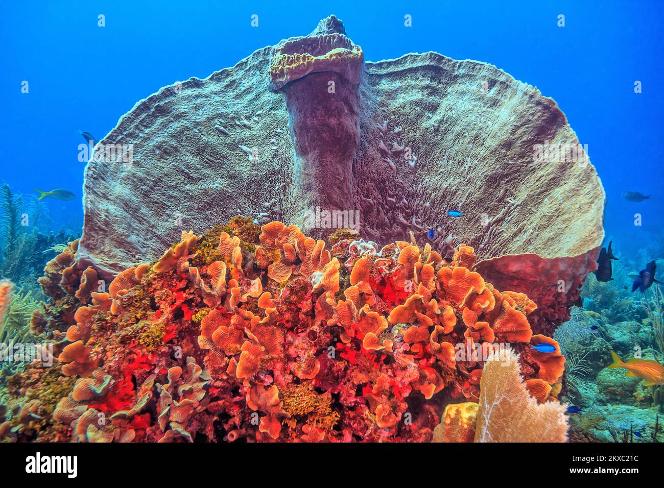 Caribbean coral reef off the coast of the island of Roatan, Honduras ...
