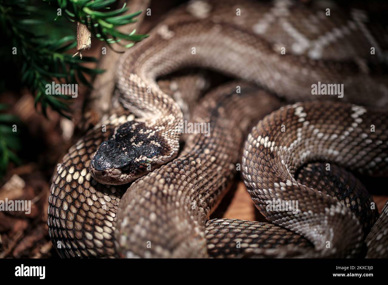 08.07.2019., Croatia, Zagreb - The opening of the exhibition of live ...