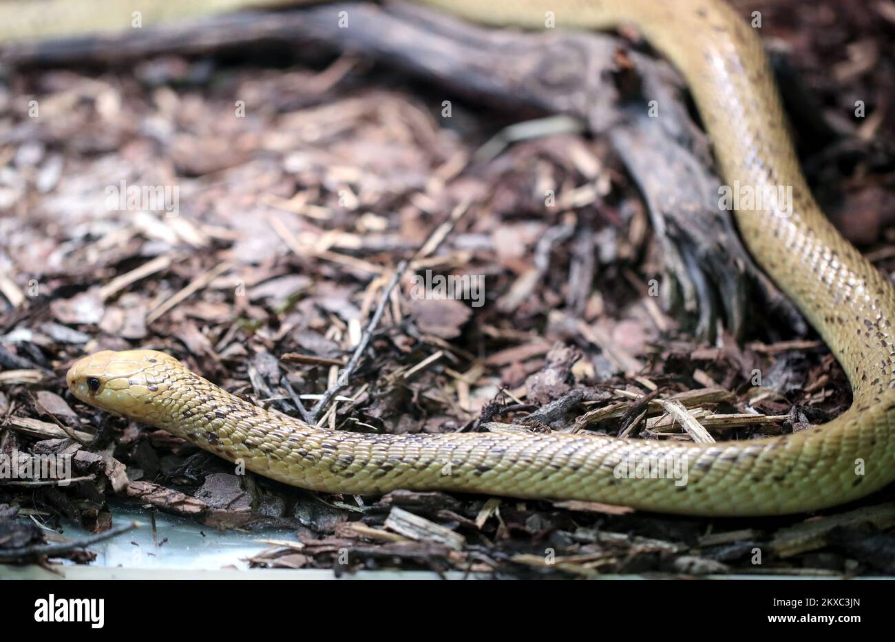 08.07.2019., Croatia, Zagreb - The opening of the exhibition of live ...