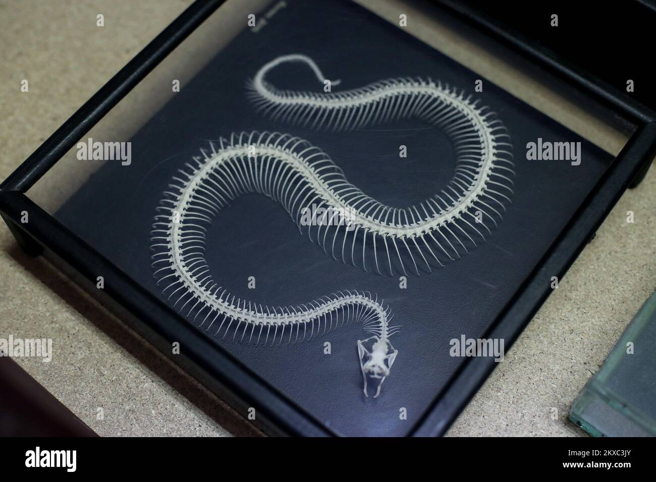 08.07.2019., Croatia, Zagreb - The opening of the exhibition of live ...