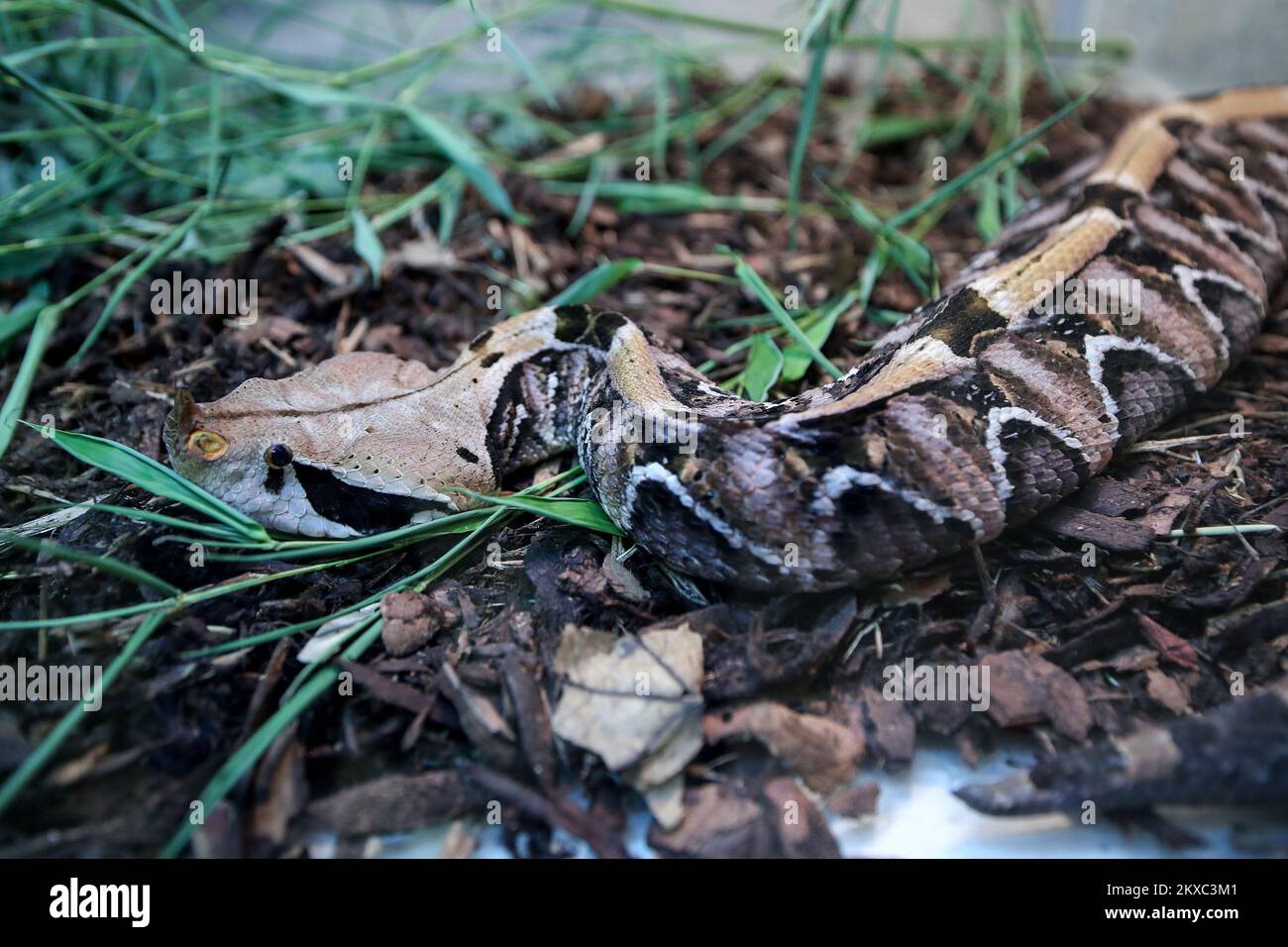 08.07.2019., Croatia, Zagreb - The opening of the exhibition of live ...